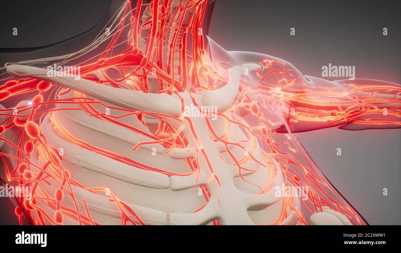 Blood Vessels of Human Body Stock Photo - Alamy