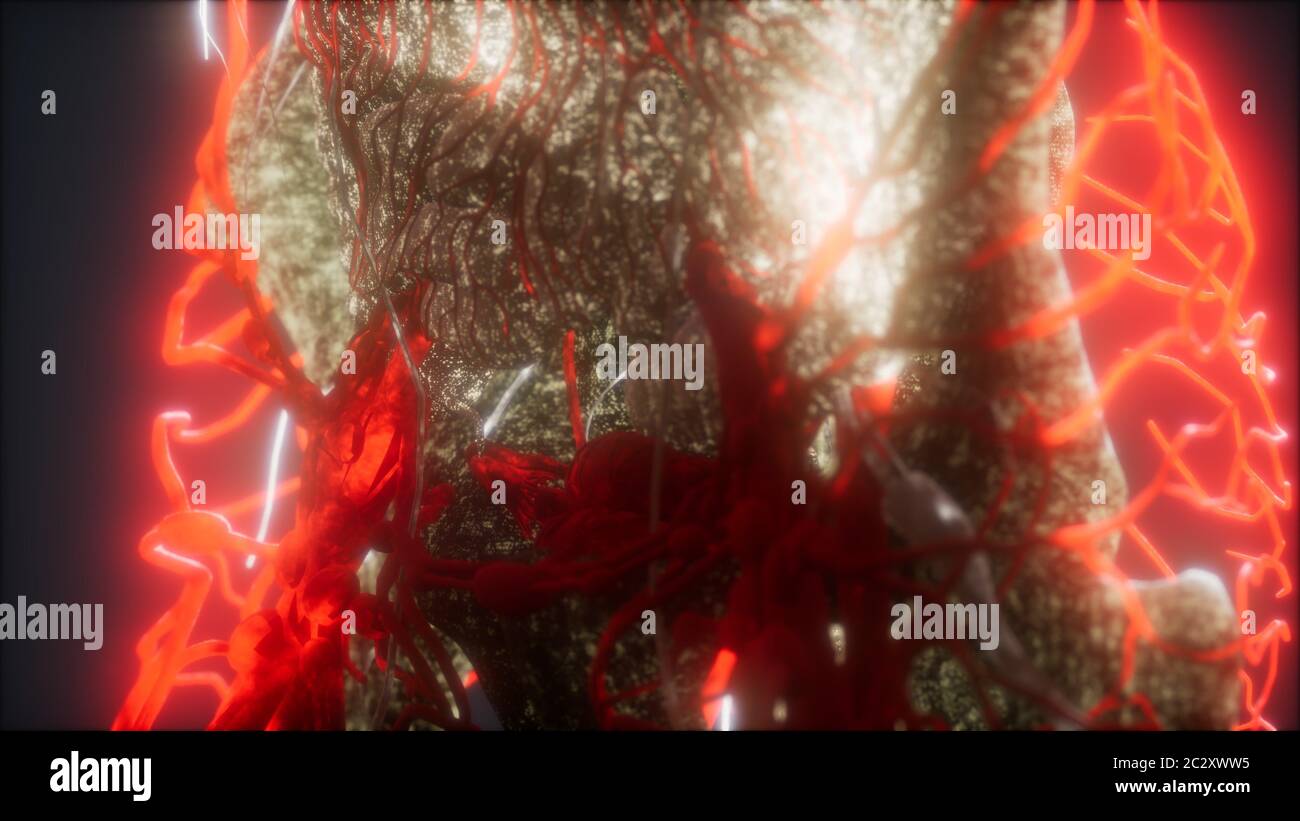 3d rendered medically accurate animation of heart and blood vessels ...