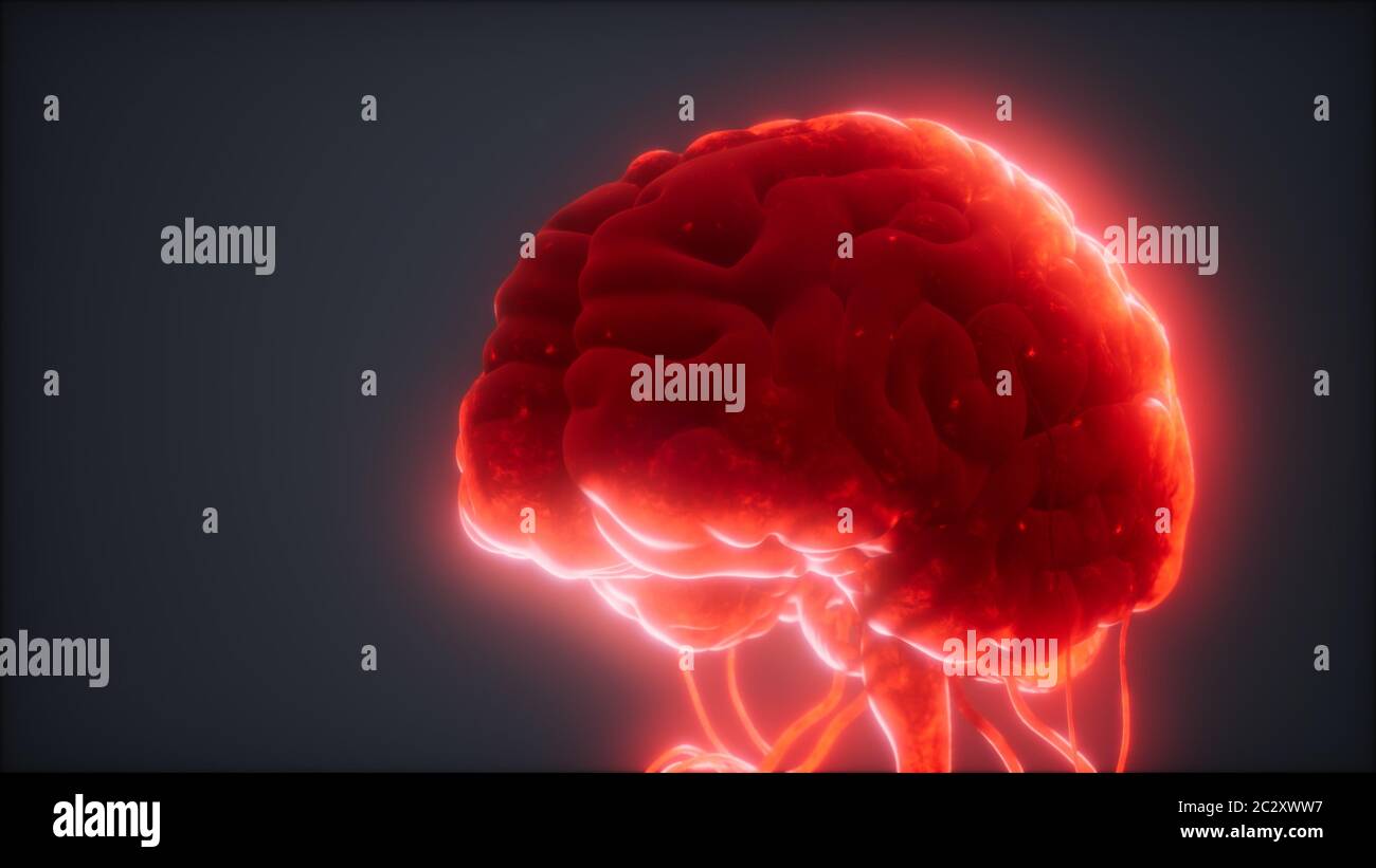 animated model of human brain Stock Photo - Alamy