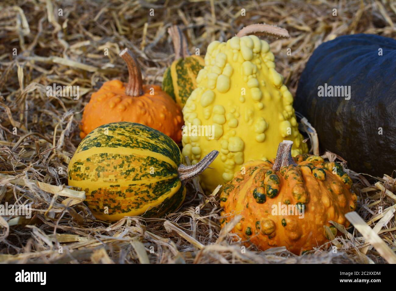 Warted and ornamental gourds with green, orange and yellow skins and ...