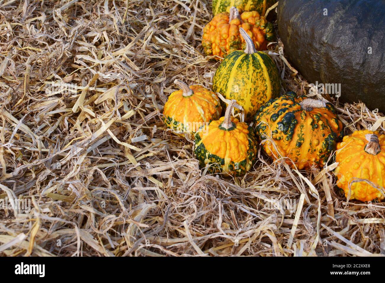 Orange warted gourds hi-res stock photography and images - Alamy