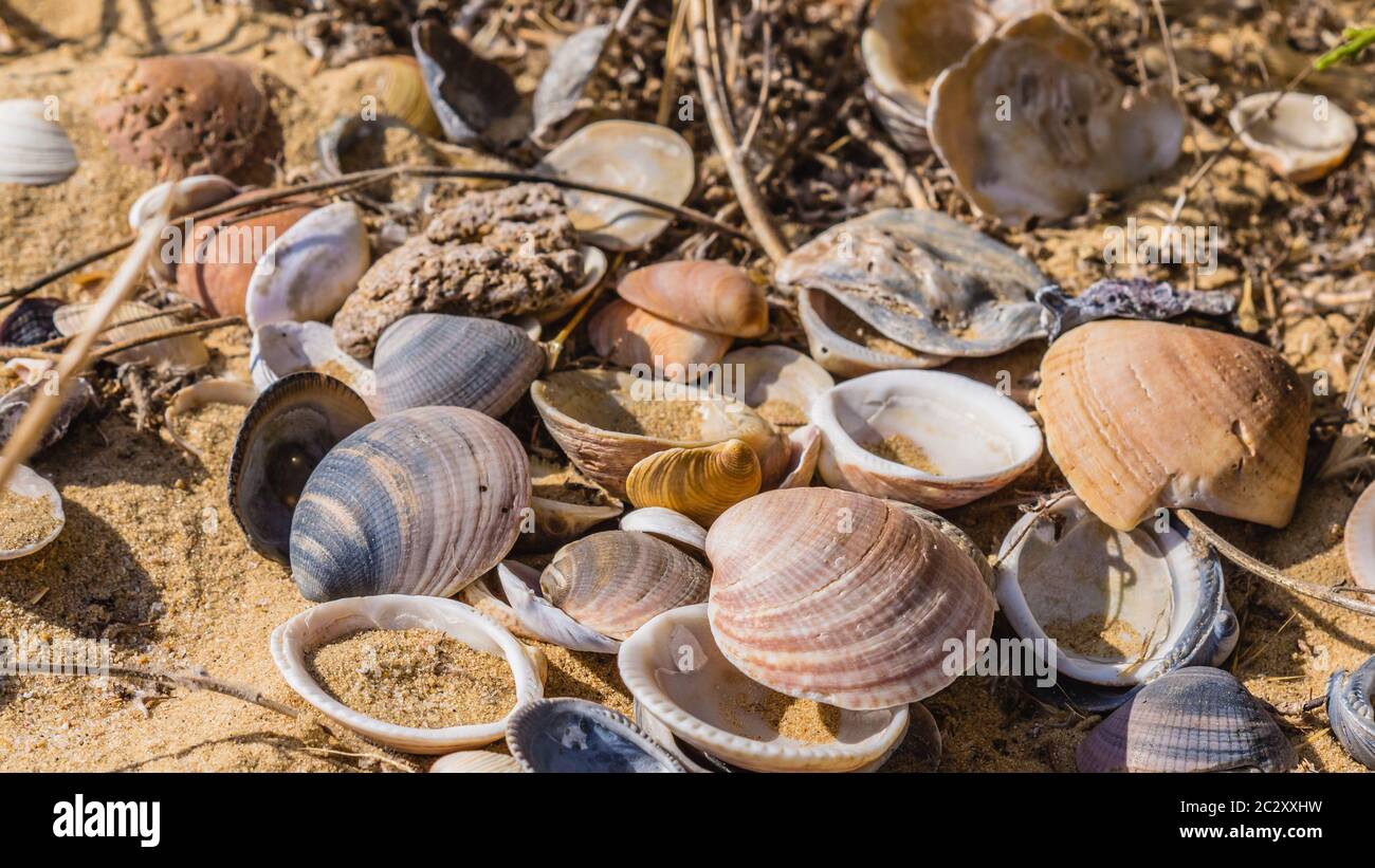 Open shells of mussels lie on the sand with twigs Stock Photo - Alamy