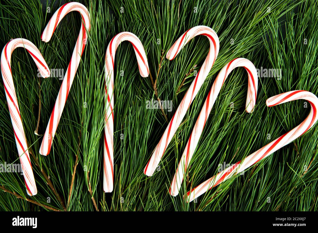 Candy canes on a bed of pine boughs Stock Photo - Alamy