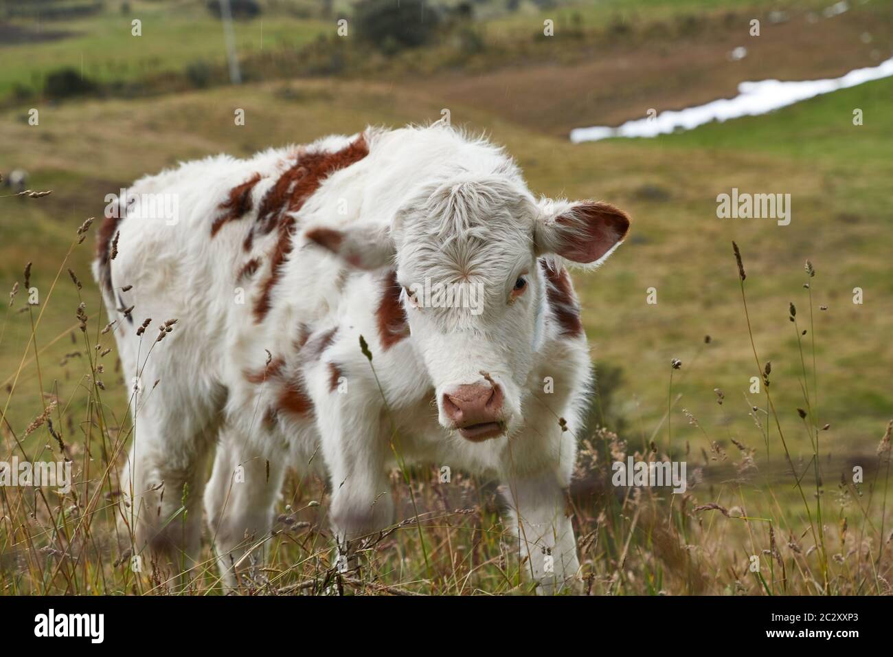 Cow on a mountain pasture taking steps Stock Photo - Alamy