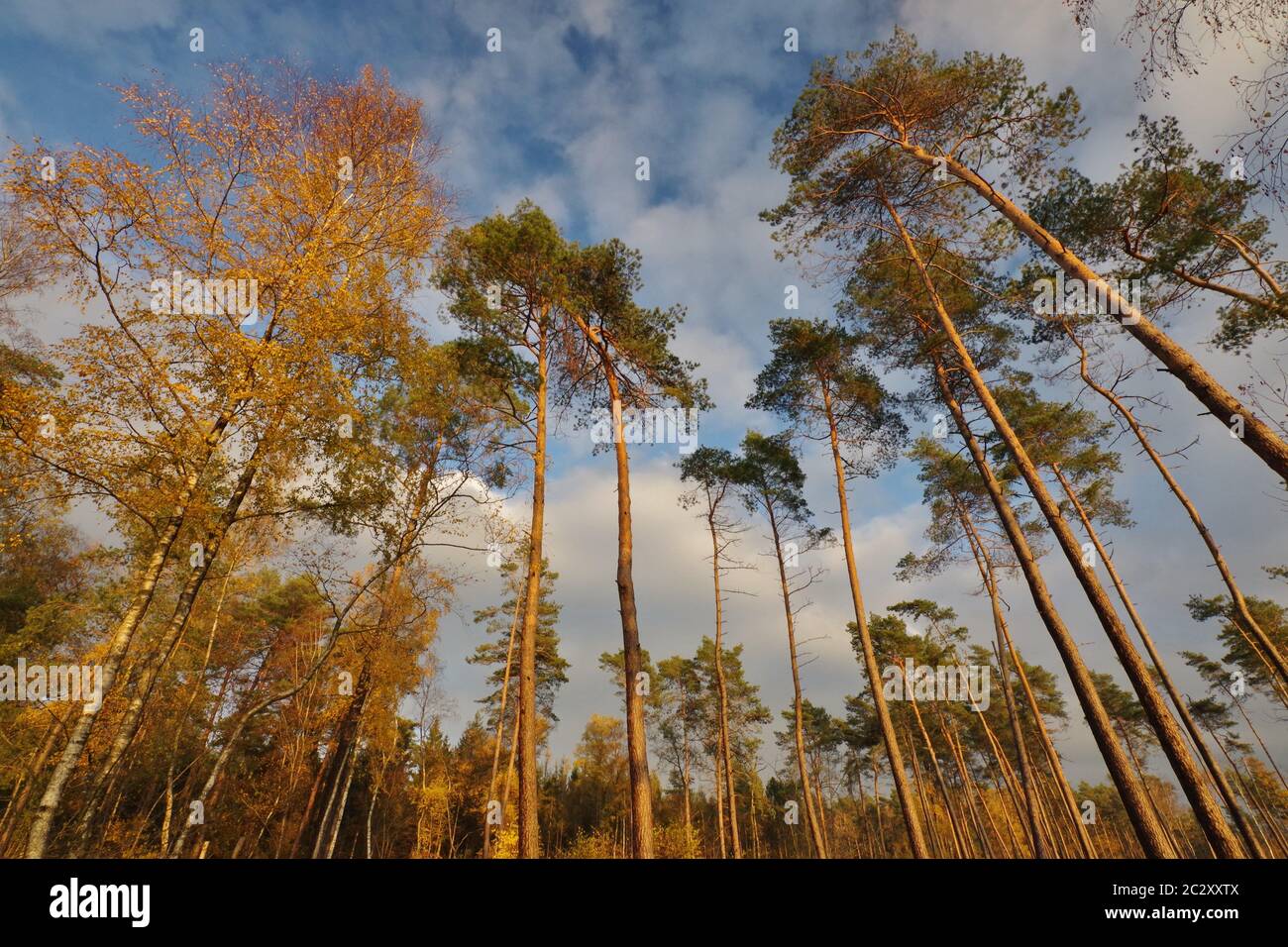 Senne westfalen hi-res stock photography and images - Alamy