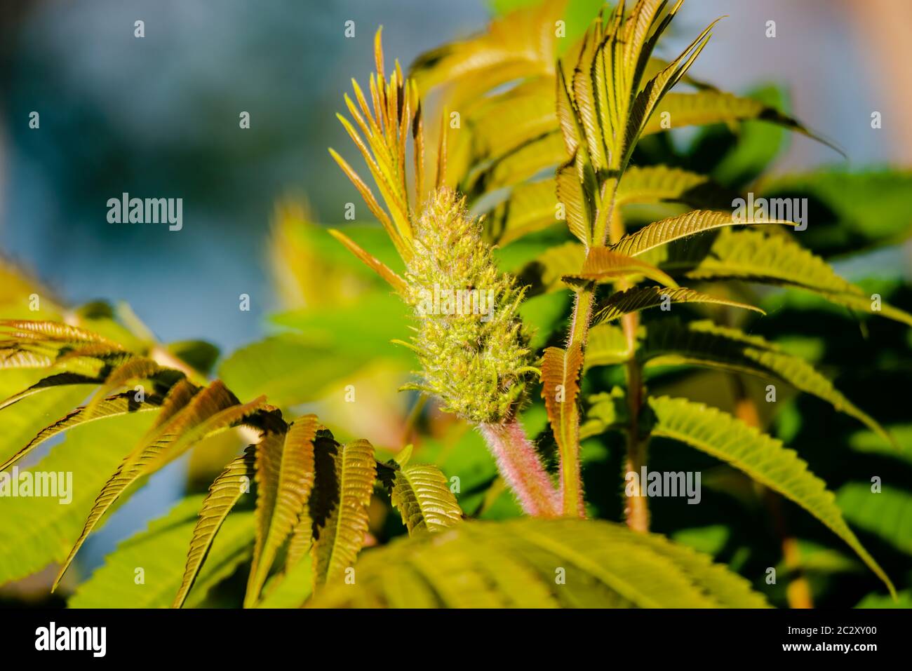 Sumac tree hi-res stock photography and images - Alamy