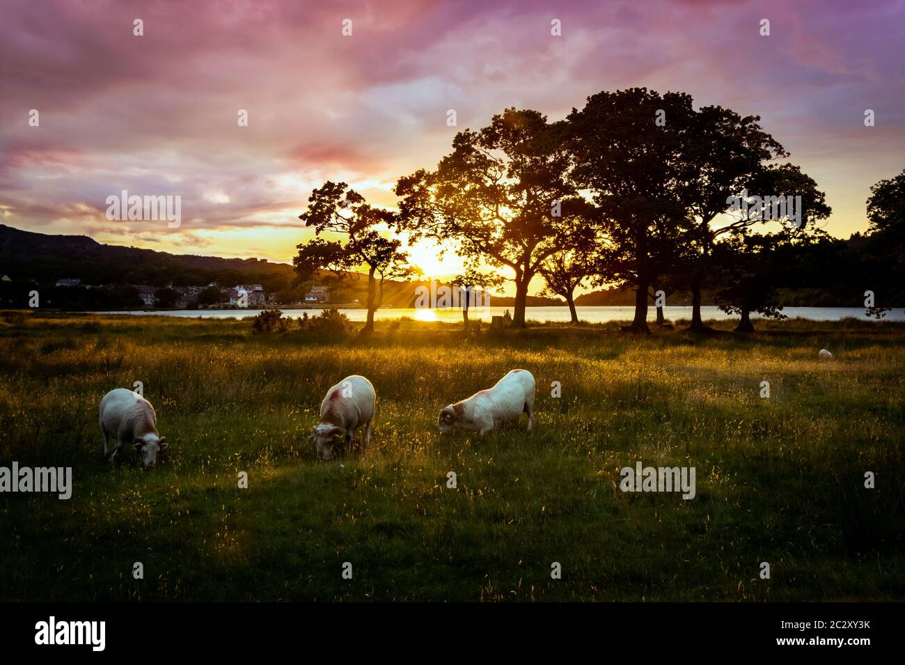 Sheep in field at sunset with tree silhouette Stock Photo - Alamy