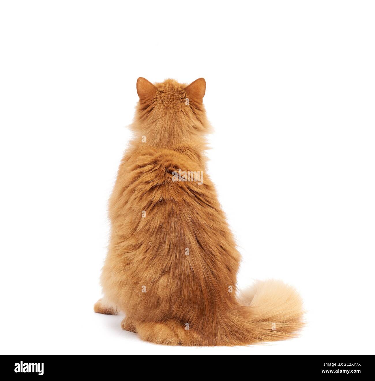 adult fluffy red cat sits with his back, animal is isolated on a white ...