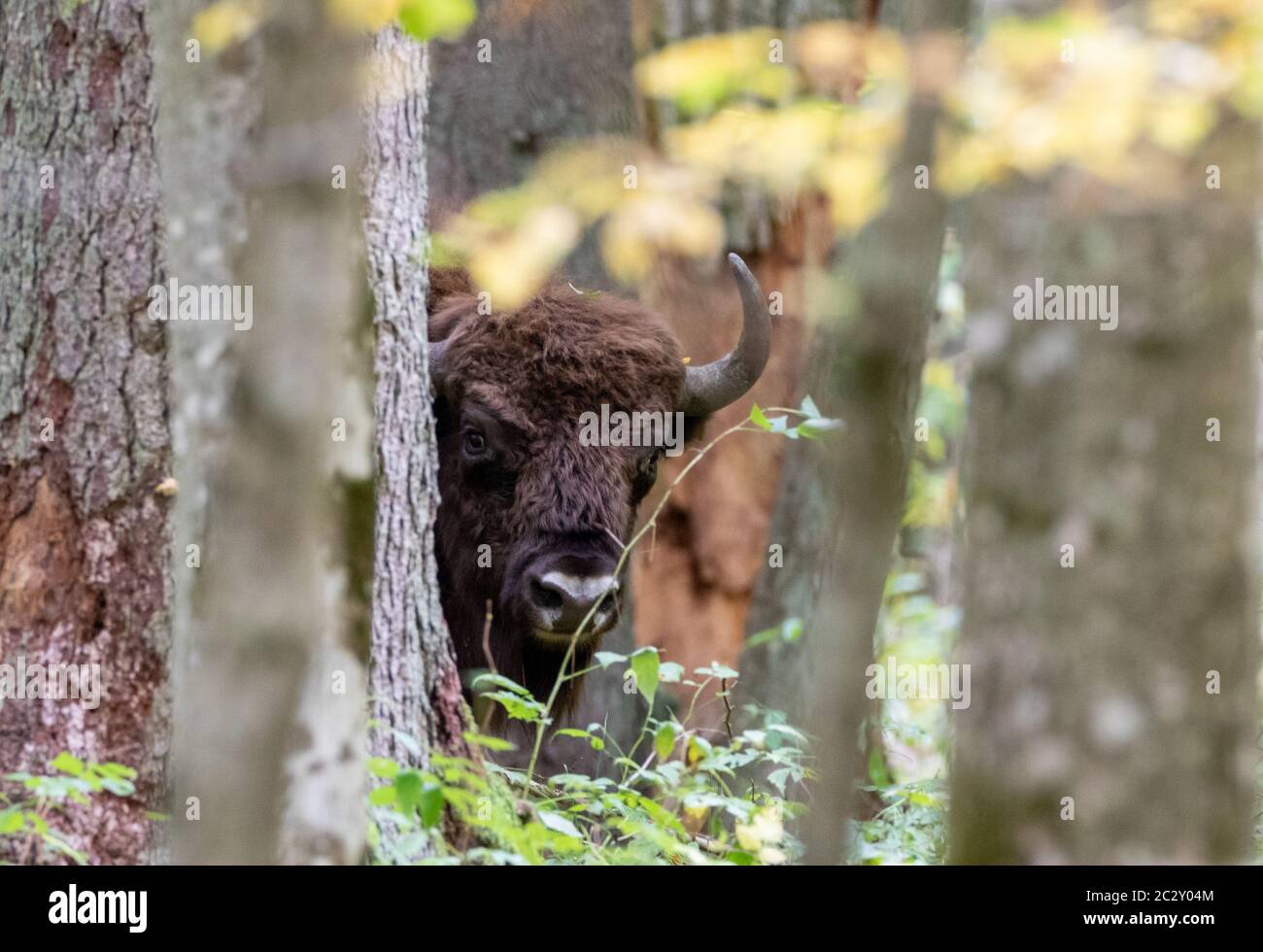 Free ranging european bison bull in autumnal forest, Bialowieza Forest ...