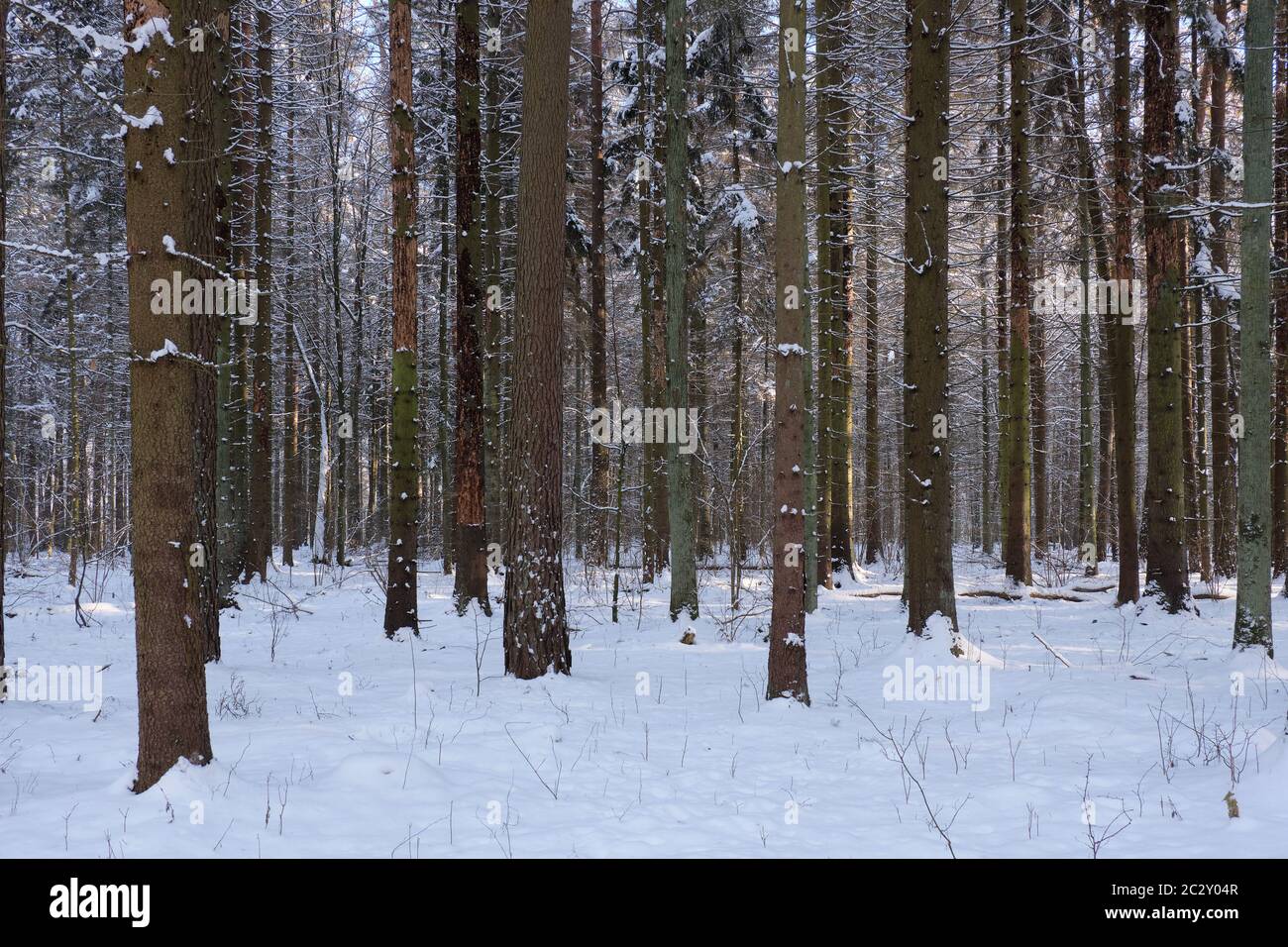 Snowfall after deciduous stand in morning with snow wrapped trees ...