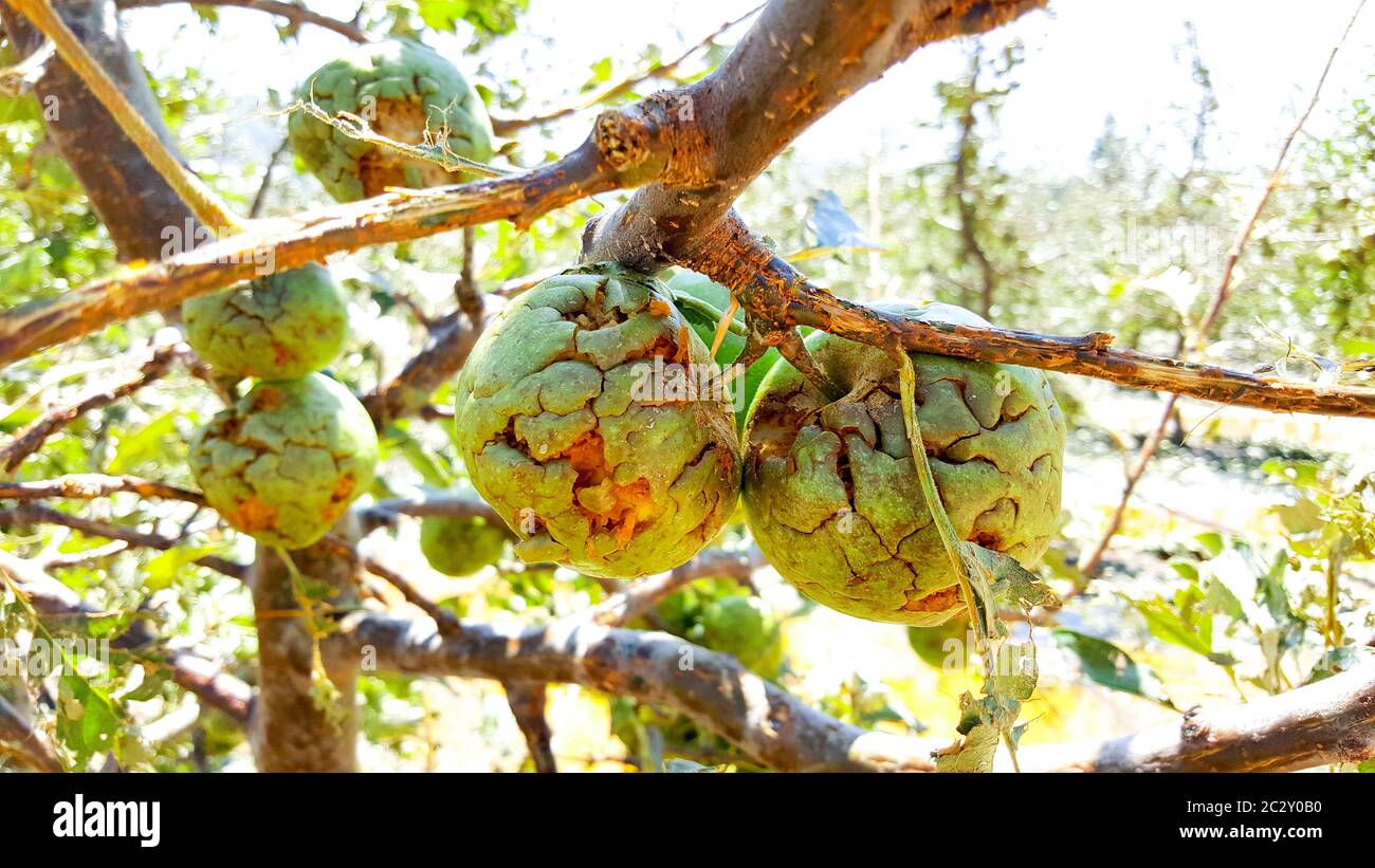Hail damaged fruit hi-res stock photography and images - Alamy