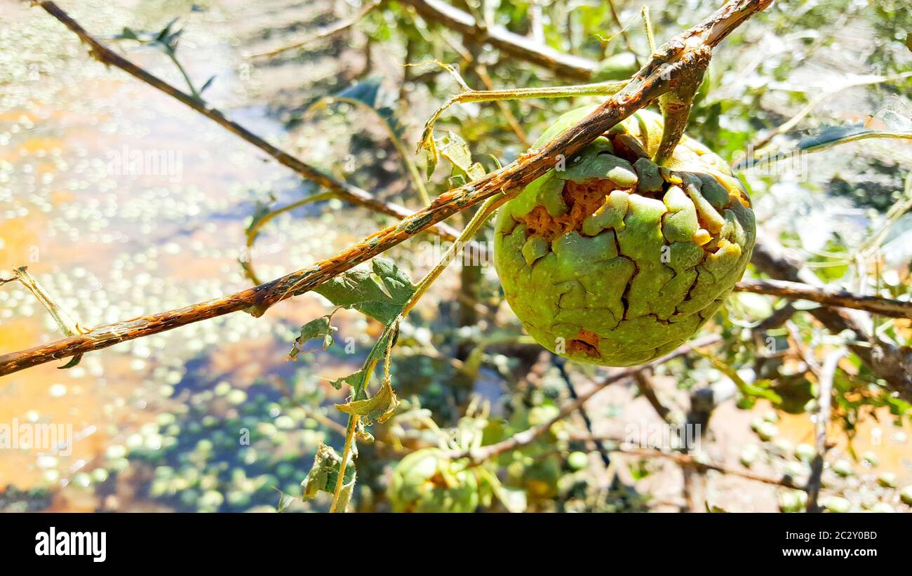 young ripening apple fruit damaged by heavy hail.climate change concept ...