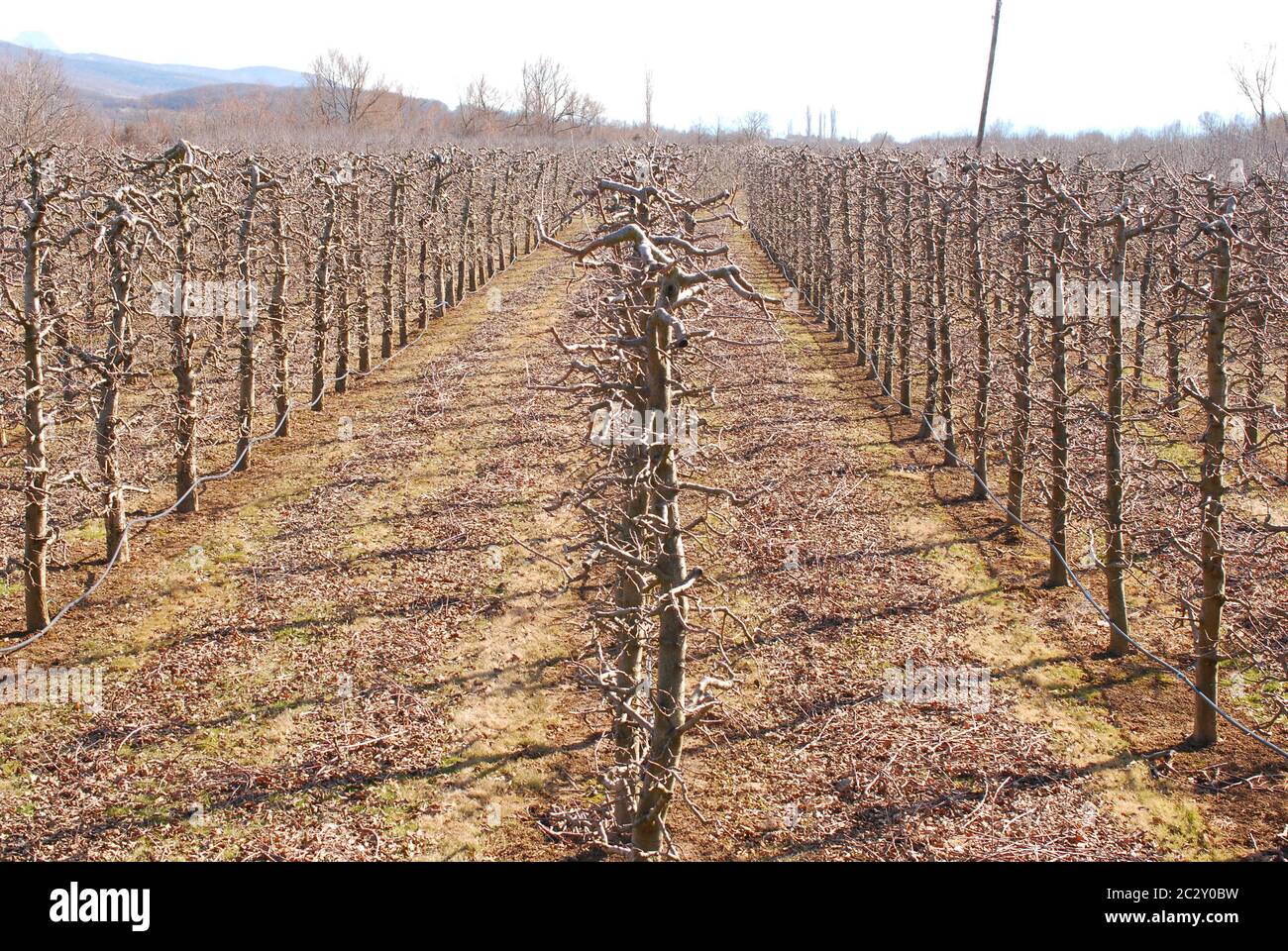 pruned apple orchard in winter, agriculture concept Stock Photo - Alamy