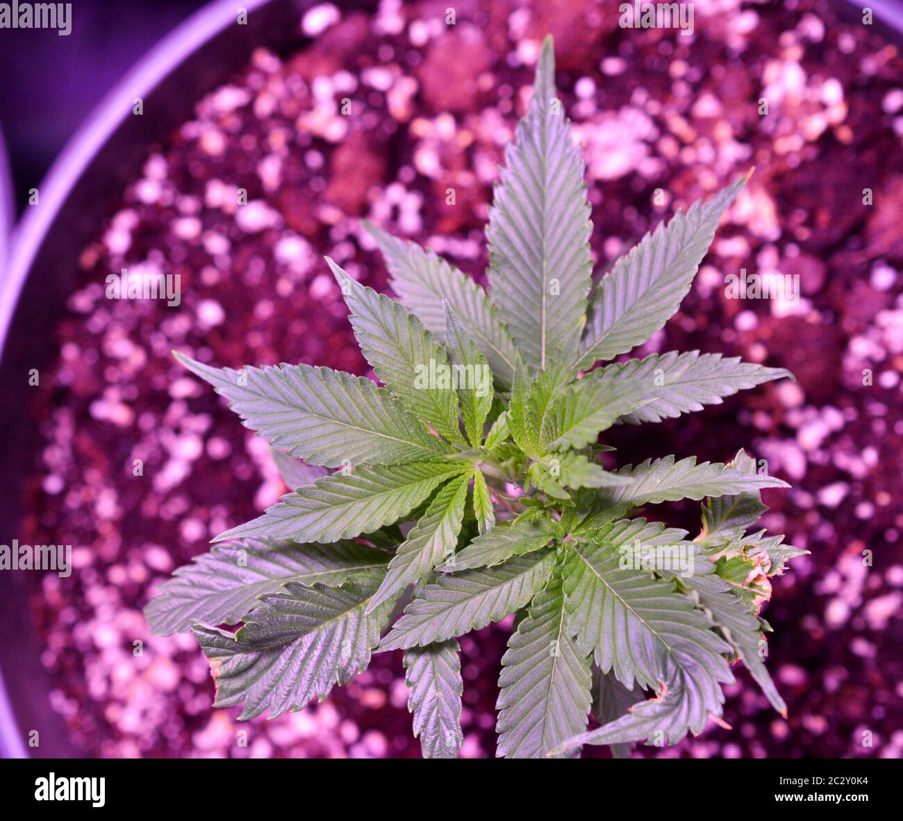 Growing herb cuttings hi-res stock photography and images - Alamy