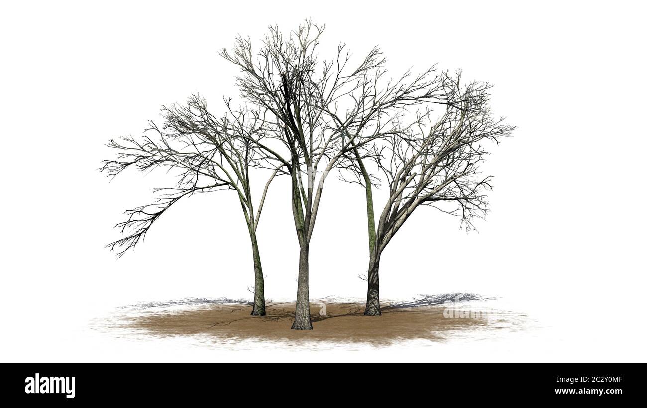 American elm trees hi-res stock photography and images - Alamy