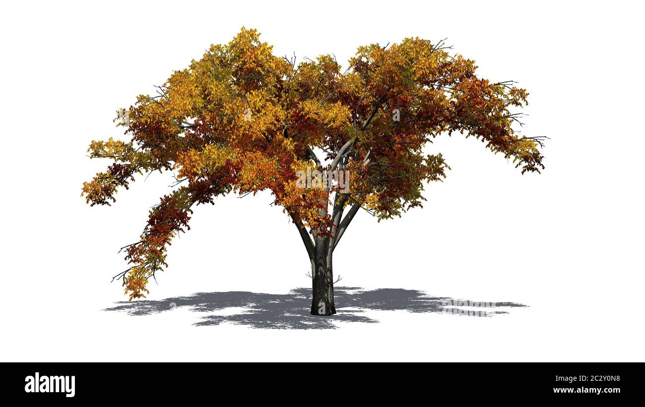 single American Elm tree in autumn with shadow on the floor Stock Photo ...