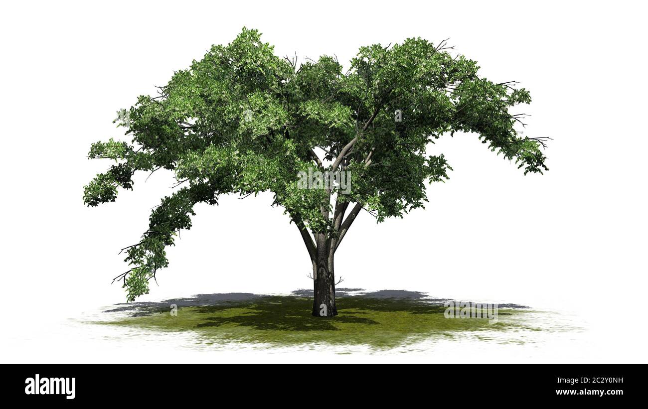 American elm tree hi-res stock photography and images - Alamy