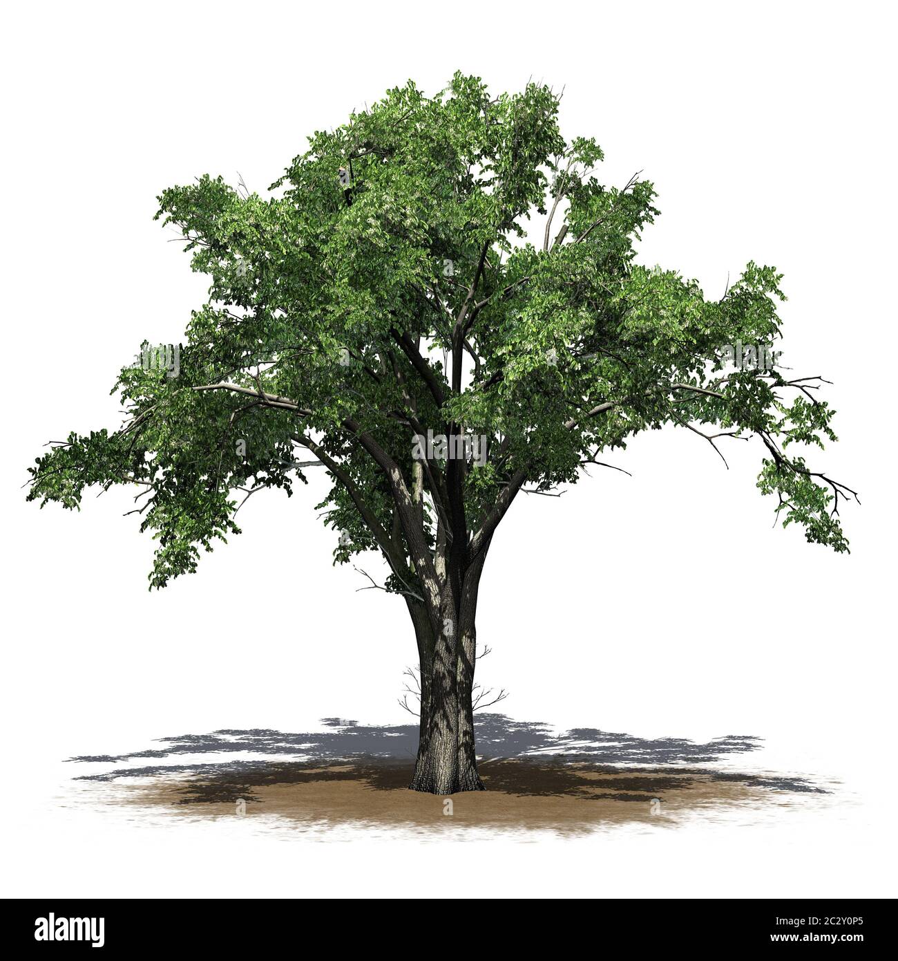 American elm tree isolated on hi-res stock photography and images - Alamy