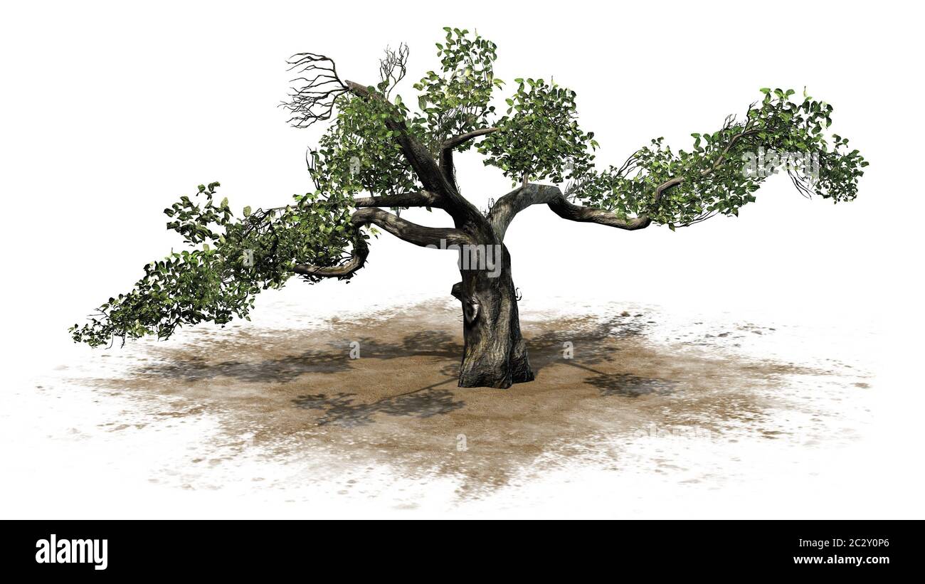 Honey Tree on a sand area Stock Photo - Alamy