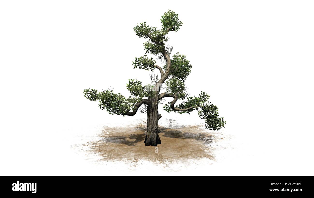 Honey Tree on a sand area Stock Photo - Alamy