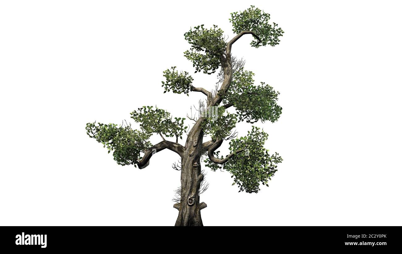 Honey locust trees hi-res stock photography and images - Alamy