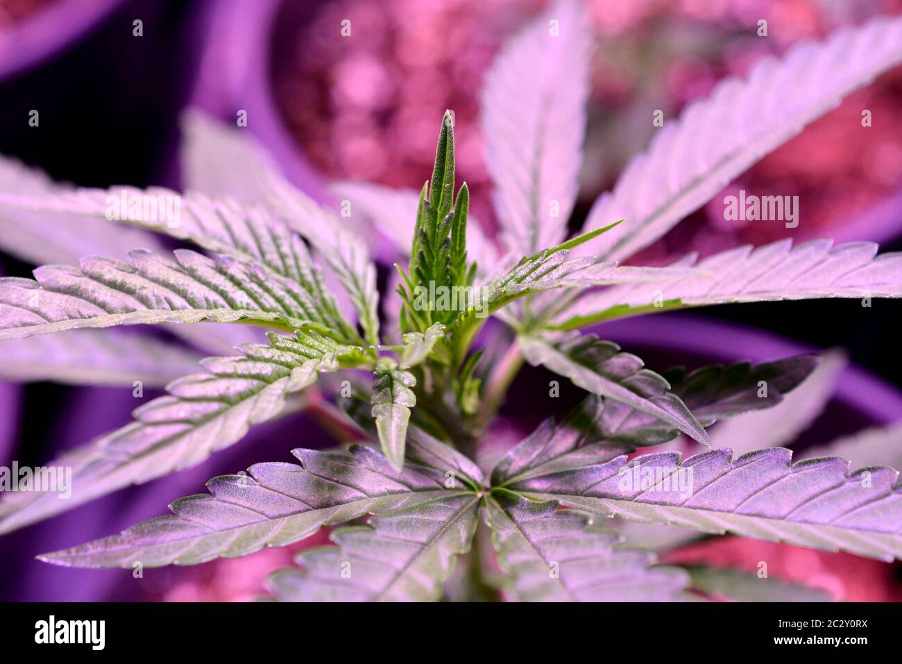 Marijuana. Marijuana and Cannabis growing indoors. Marijuana Grow Tent ...