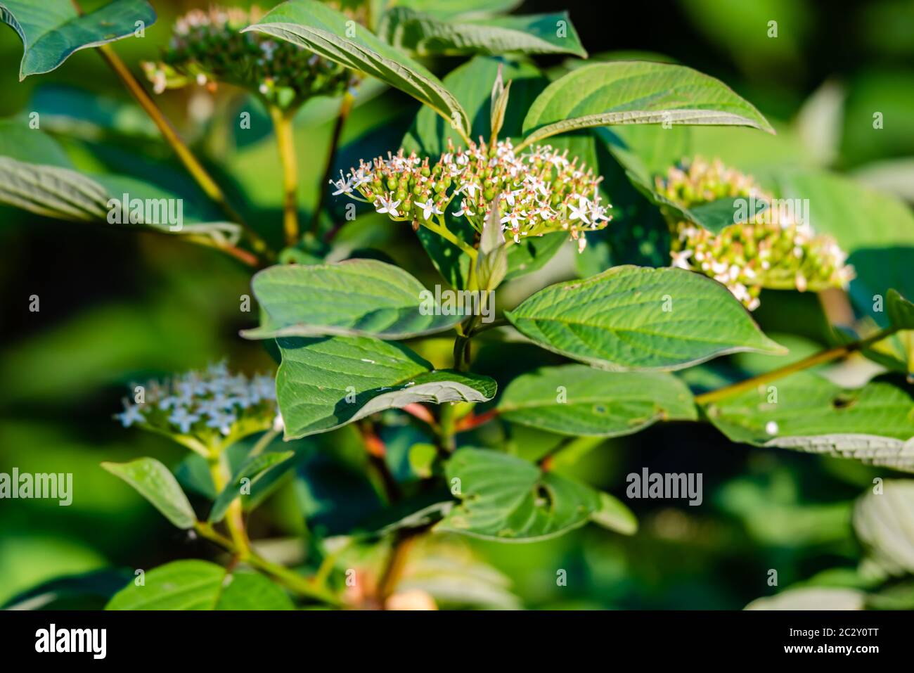 Different shrubs in the springtime Stock Photo - Alamy