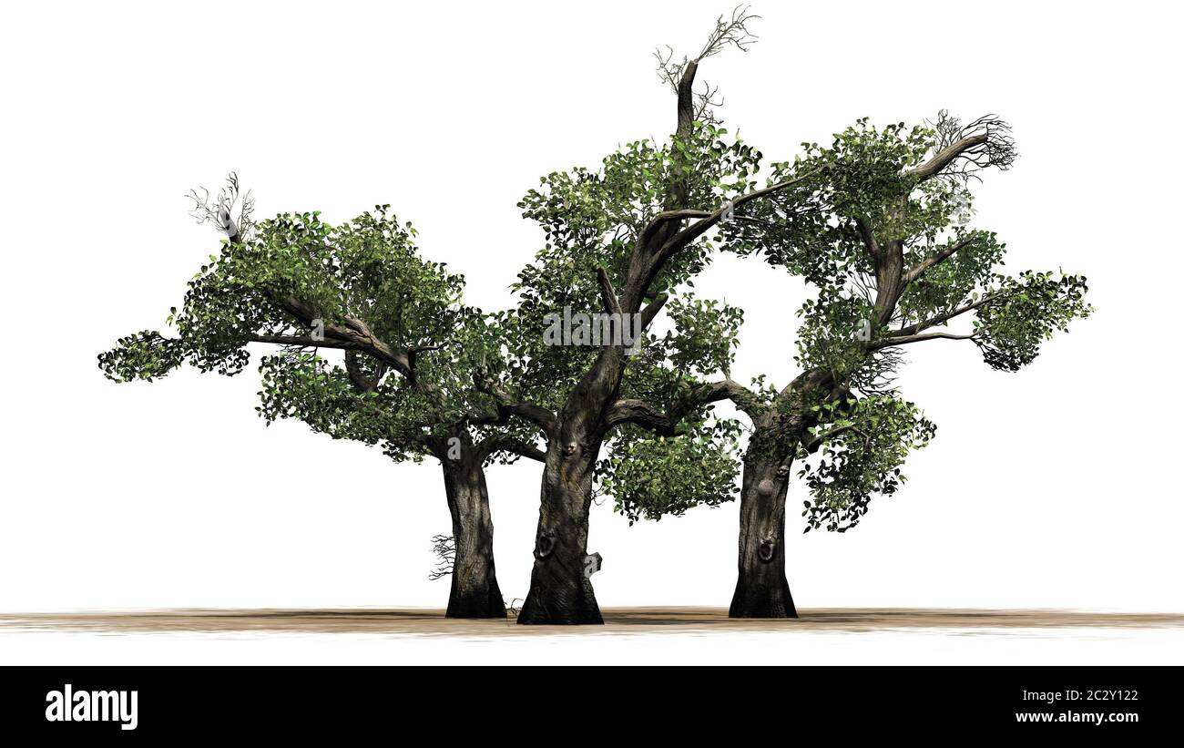 A view of trees Cut Out Stock Images & Pictures - Alamy