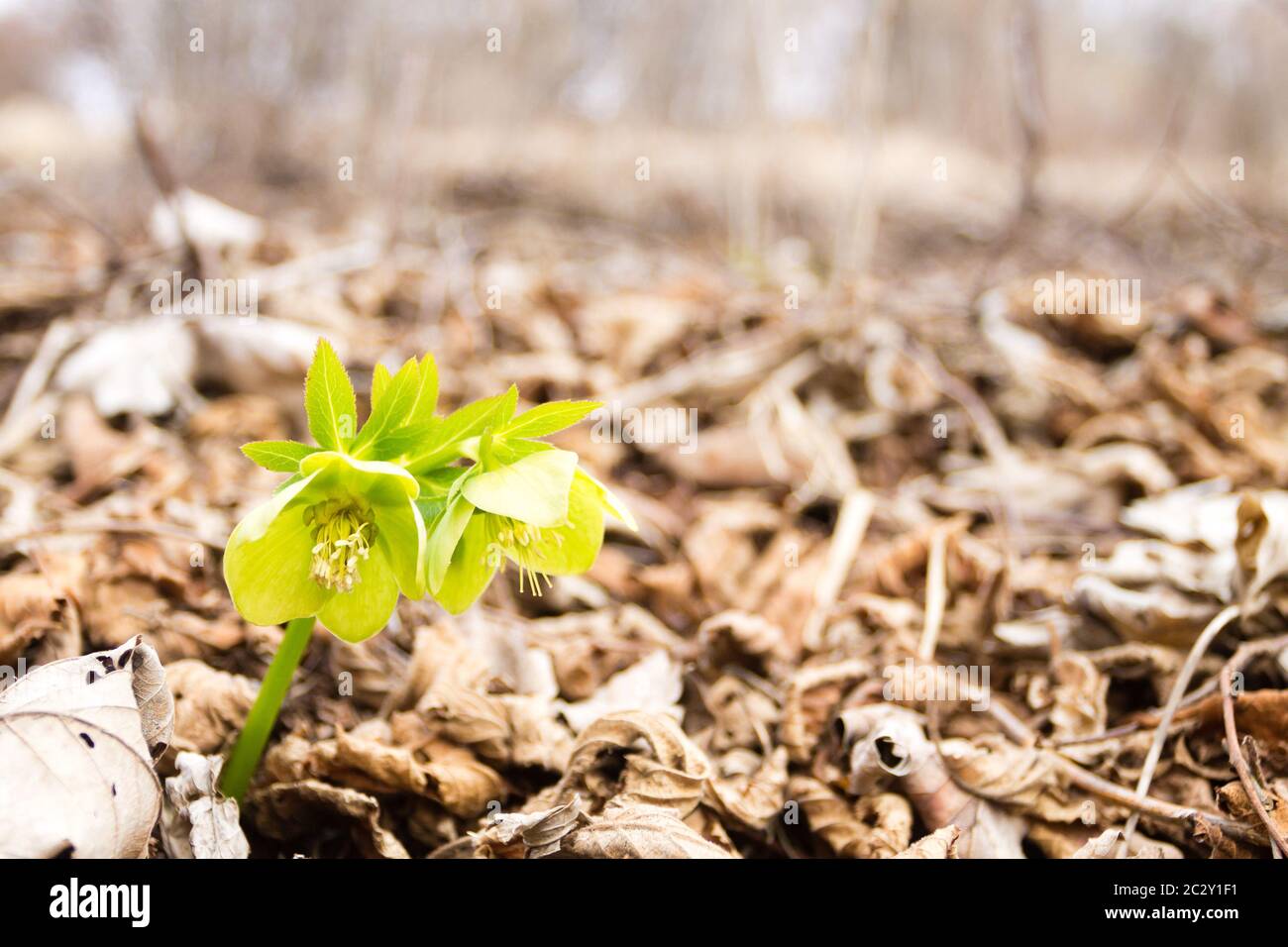 Hellebore flower in woodland close up, nature background. Wild flower ...