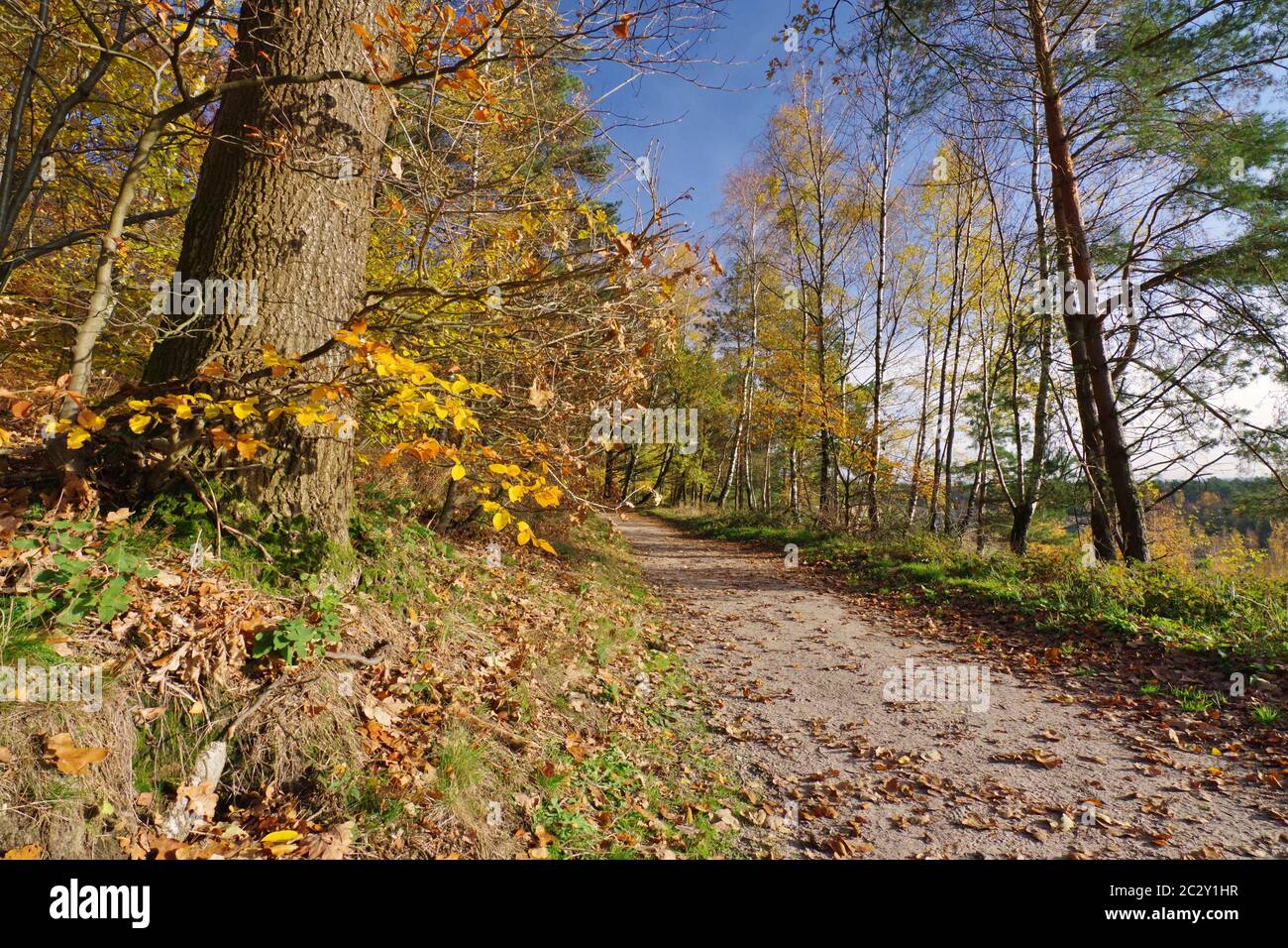 Autumn in Nature Reservat Senne, Oerlinghausen, Eastwestphalia-Lippe ...