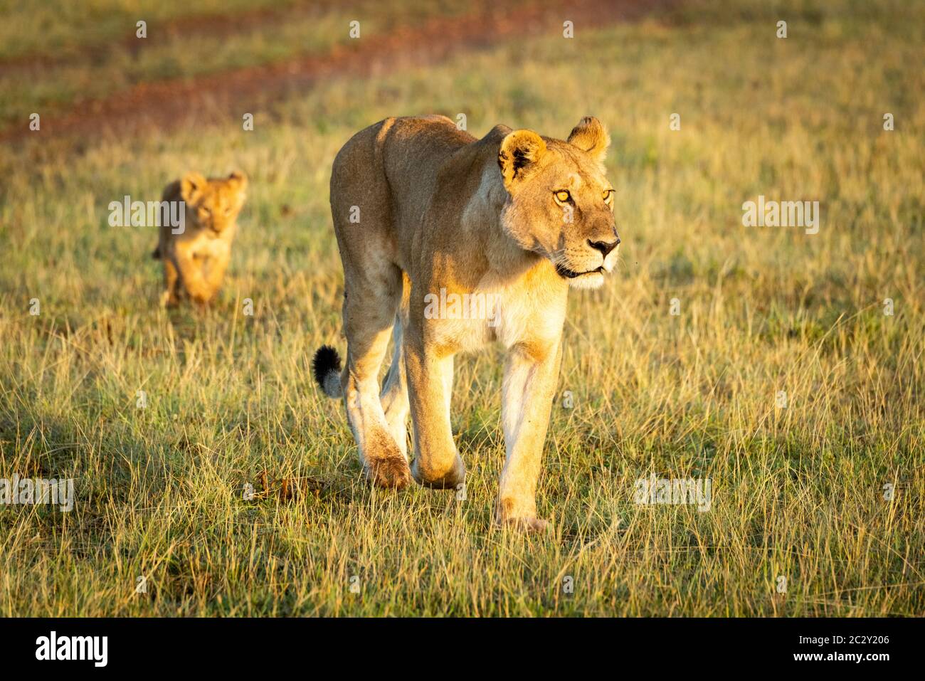 Lioness walks hi-res stock photography and images - Alamy