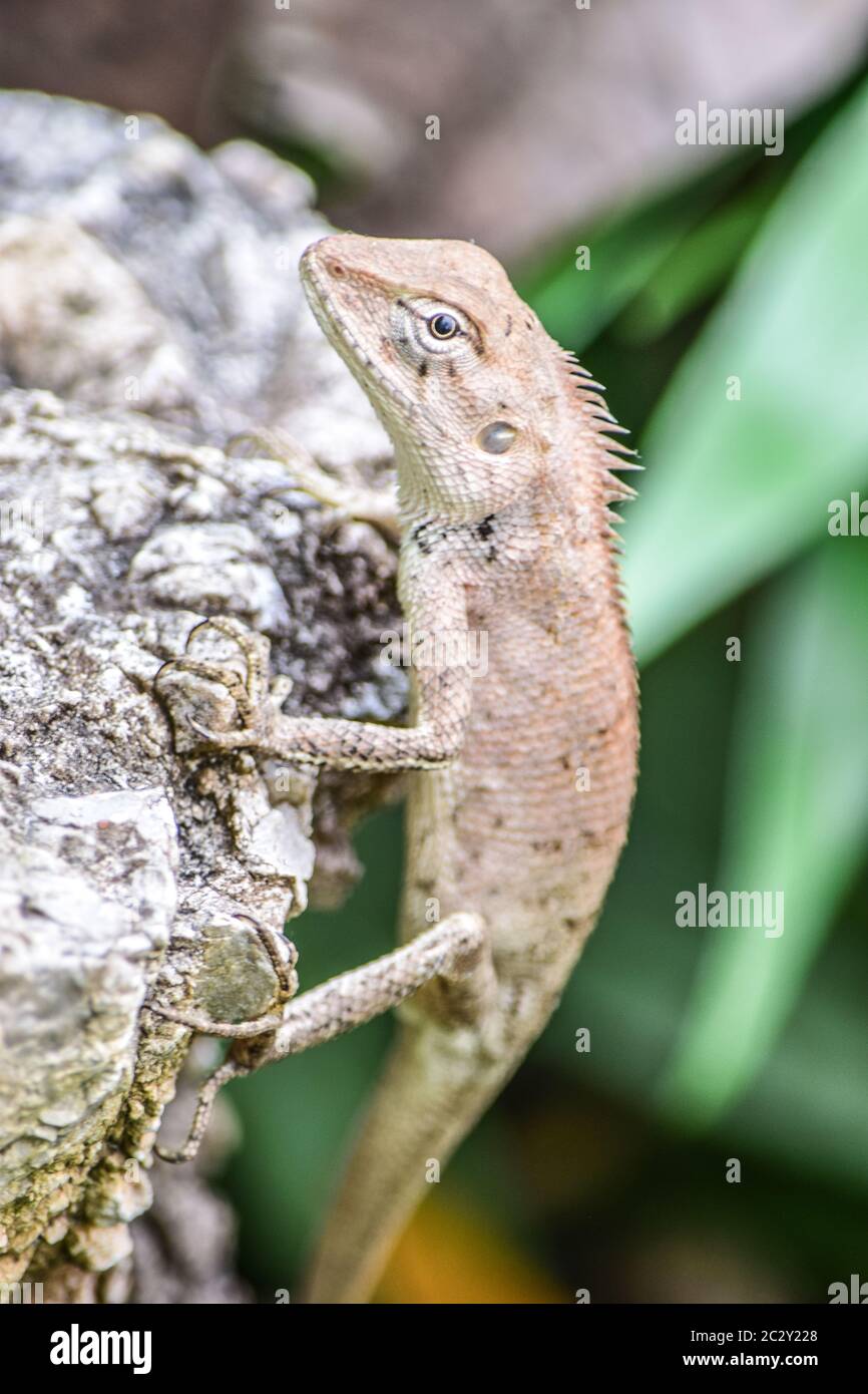 Lizard rock japan hi-res stock photography and images - Alamy