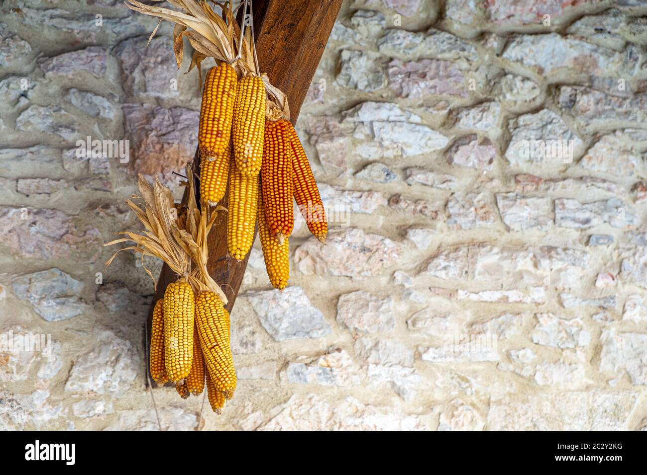 corn cob hanging on a beam of an old farm Stock Photo - Alamy