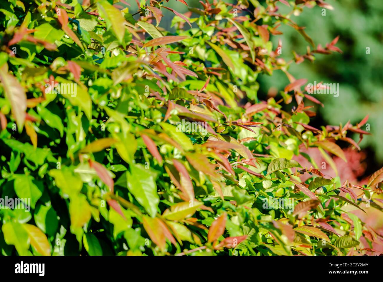 Different shrubs in the springtime Stock Photo - Alamy