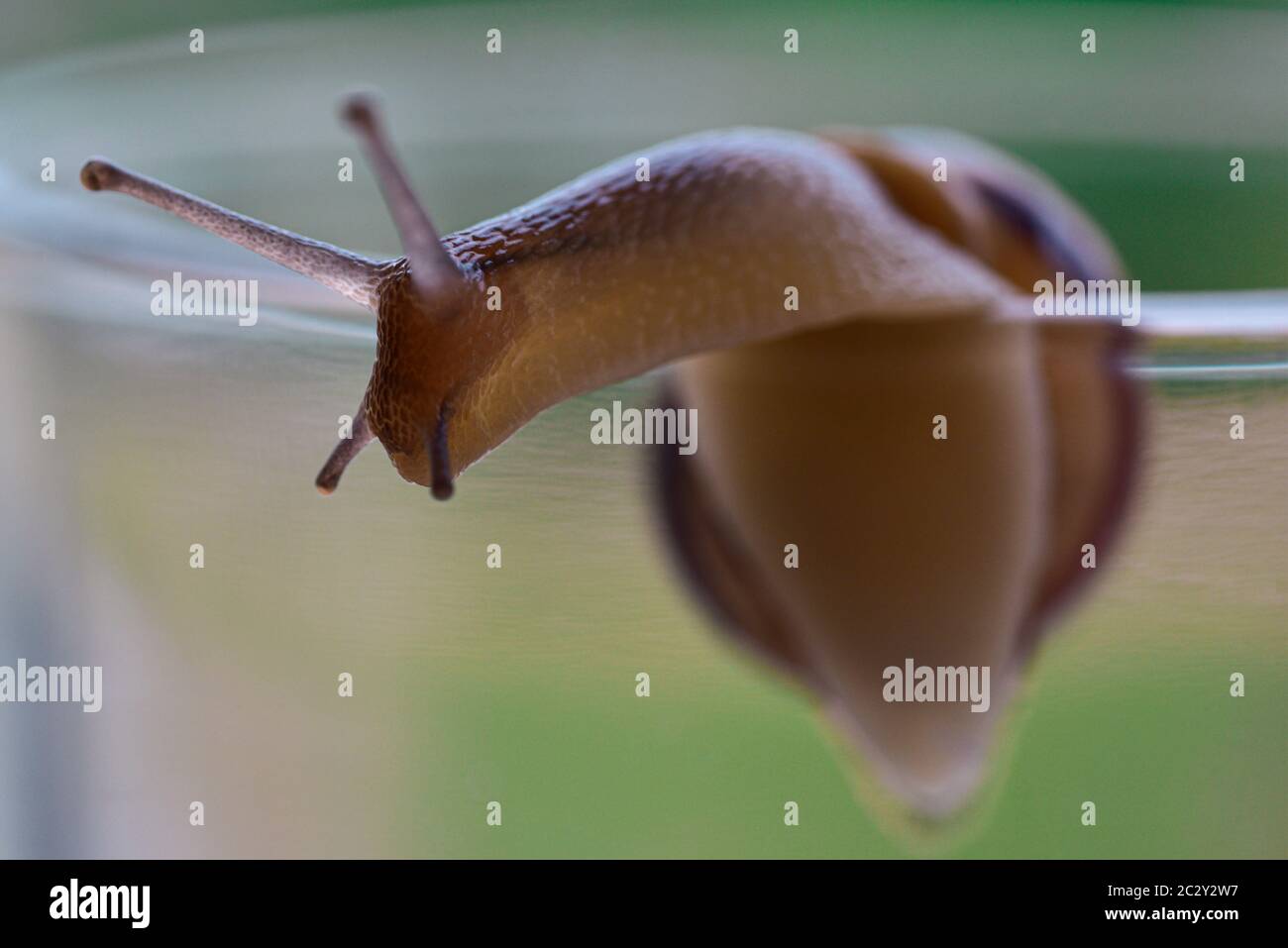 Land snail glass hi-res stock photography and images - Alamy