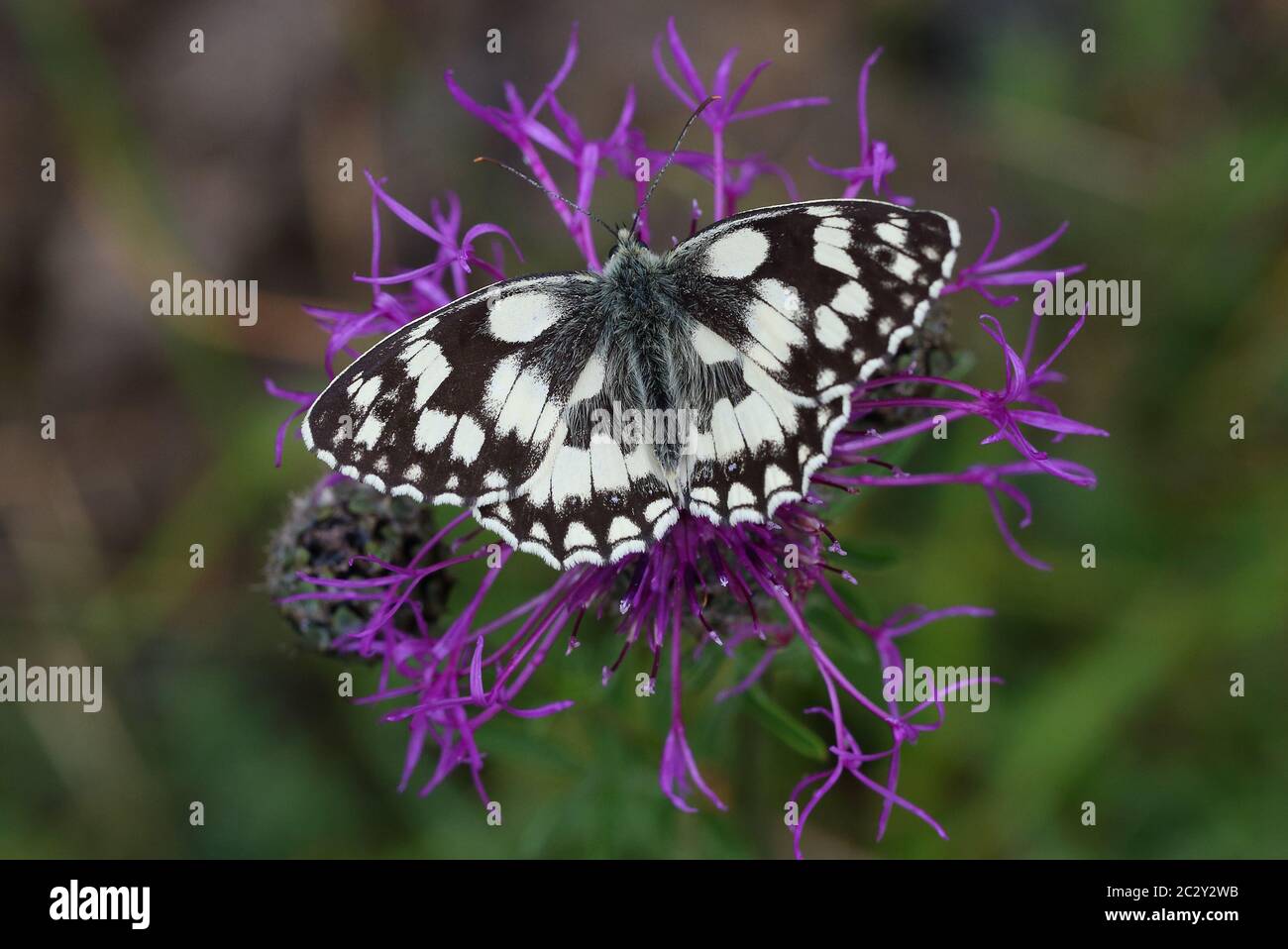 Freshly emerged Marbled White Stock Photo - Alamy