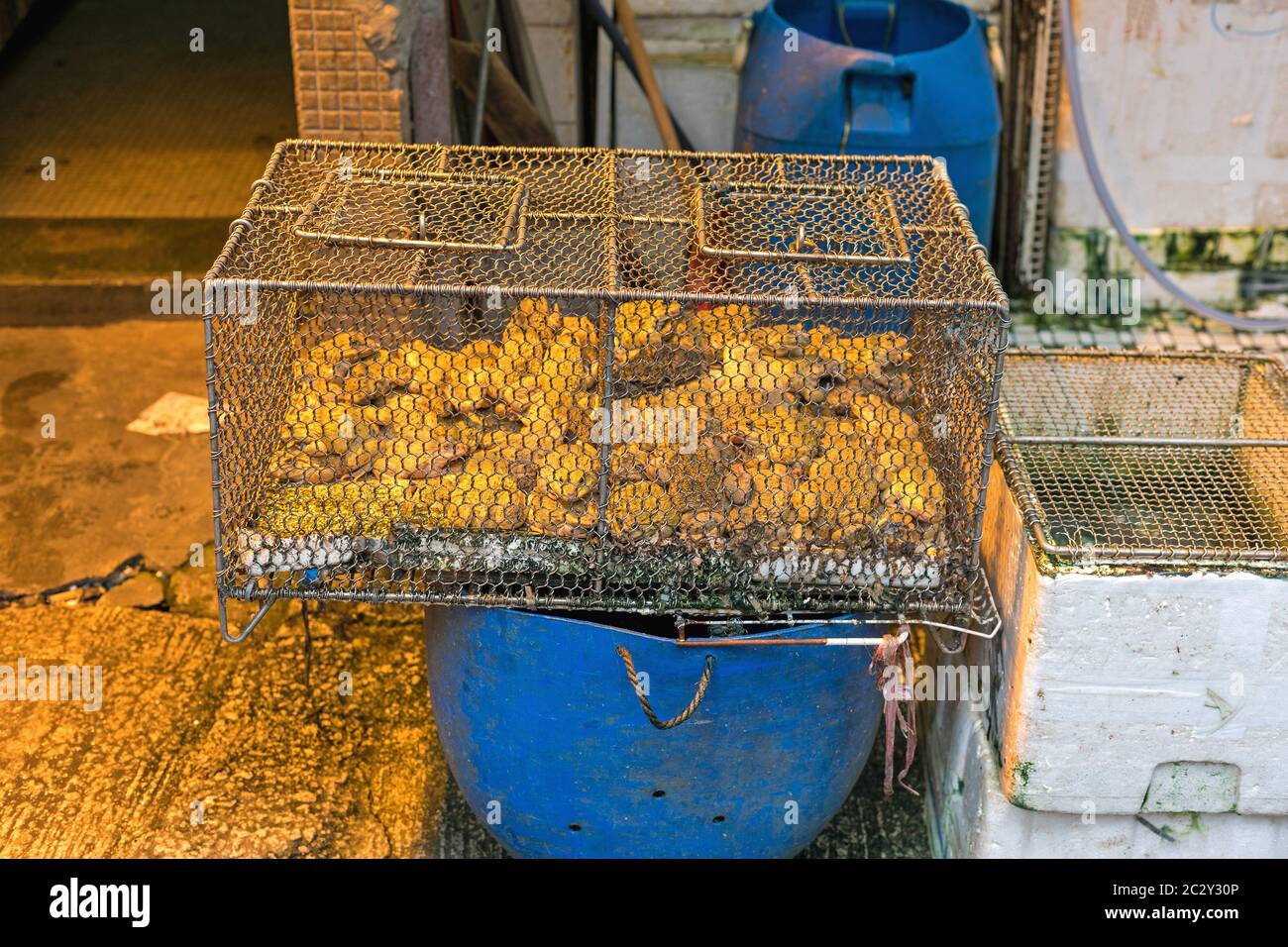 Delicacy frogs hi-res stock photography and images - Alamy