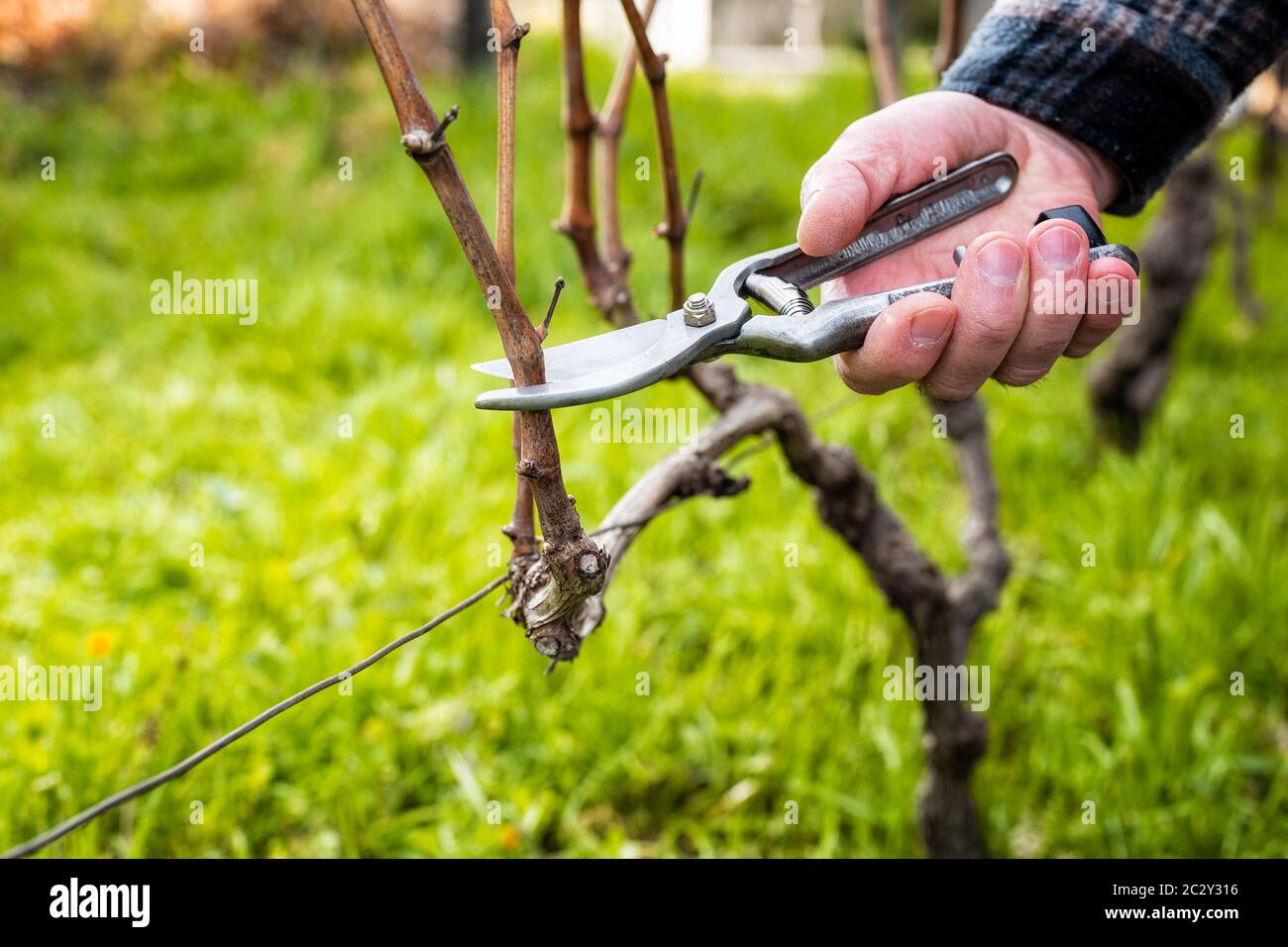 Close-up of a winegrower hand. Prune the vineyard with professional ...