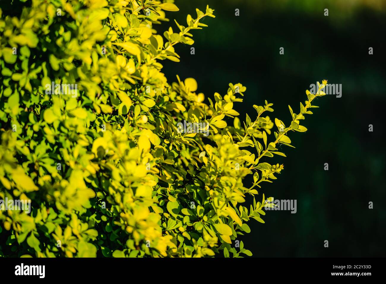 Different shrubs in the springtime Stock Photo - Alamy