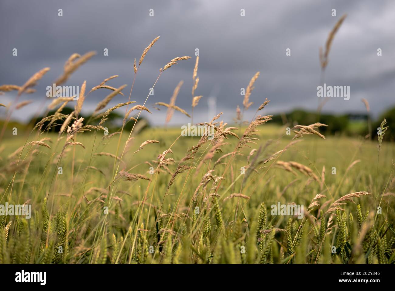 Tall grasses and crops growing in a farmers field in Devon, UK Stock ...