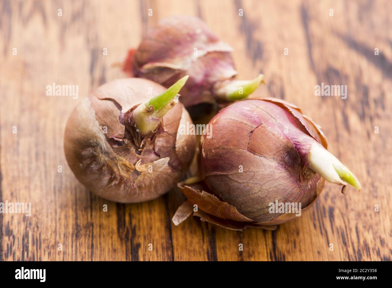 Tree onions, topsetting onions, walking onions or Egyptian onions ...