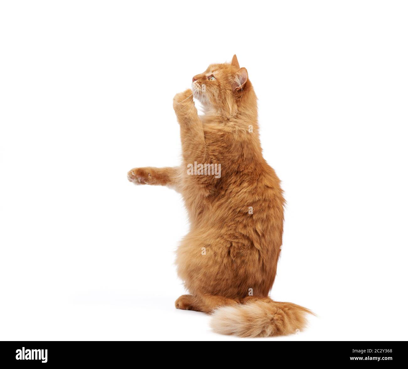 adult fluffy red cat sits on its hind legs, front paws pulls up, animal ...