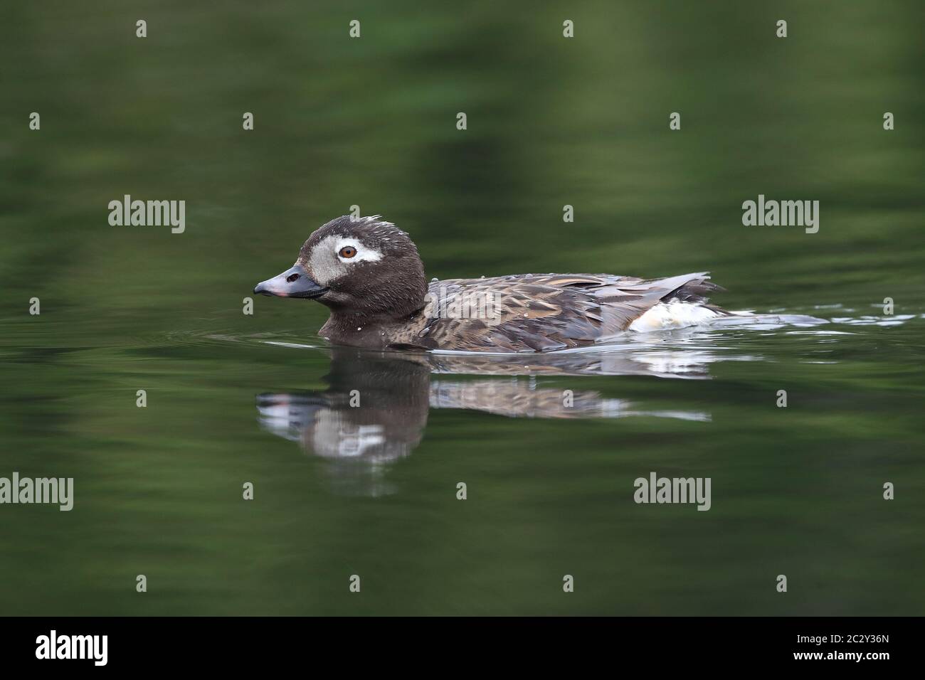 Drake long tailed duck hi-res stock photography and images - Alamy