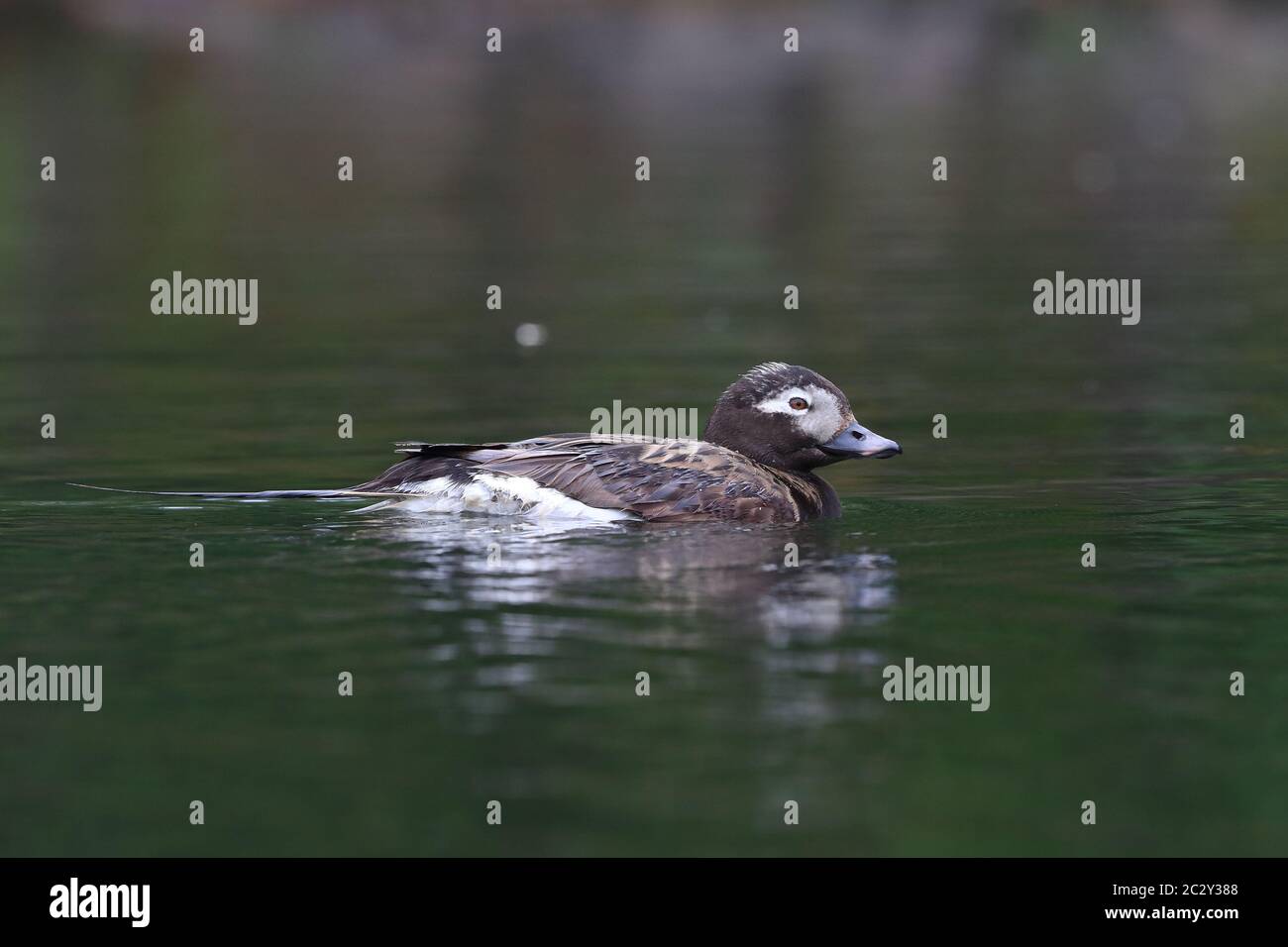 Drake Long-tailed Duck Stock Photo - Alamy