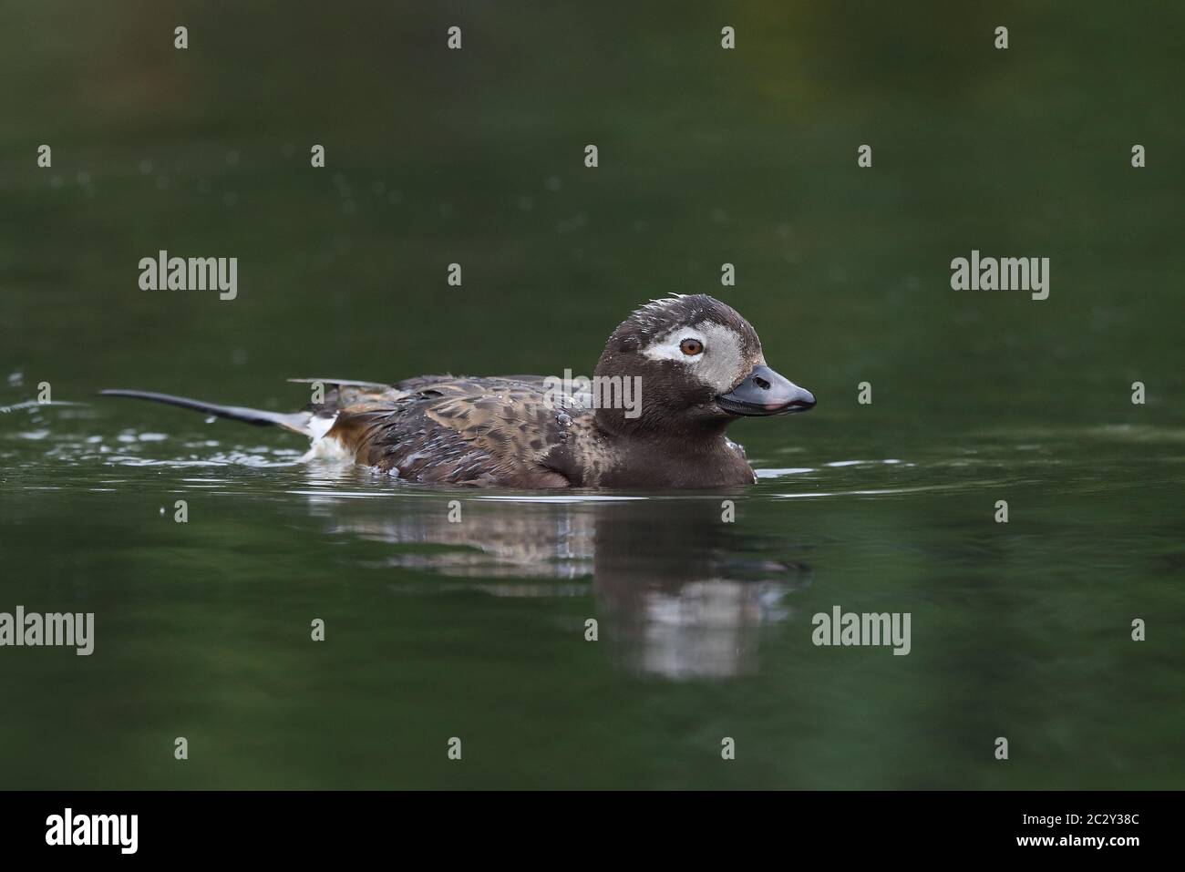 Drake long tailed duck hi-res stock photography and images - Alamy