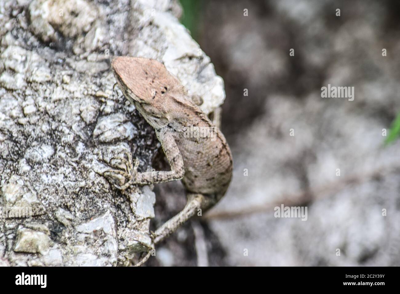 Lizard rock japan hi-res stock photography and images - Alamy