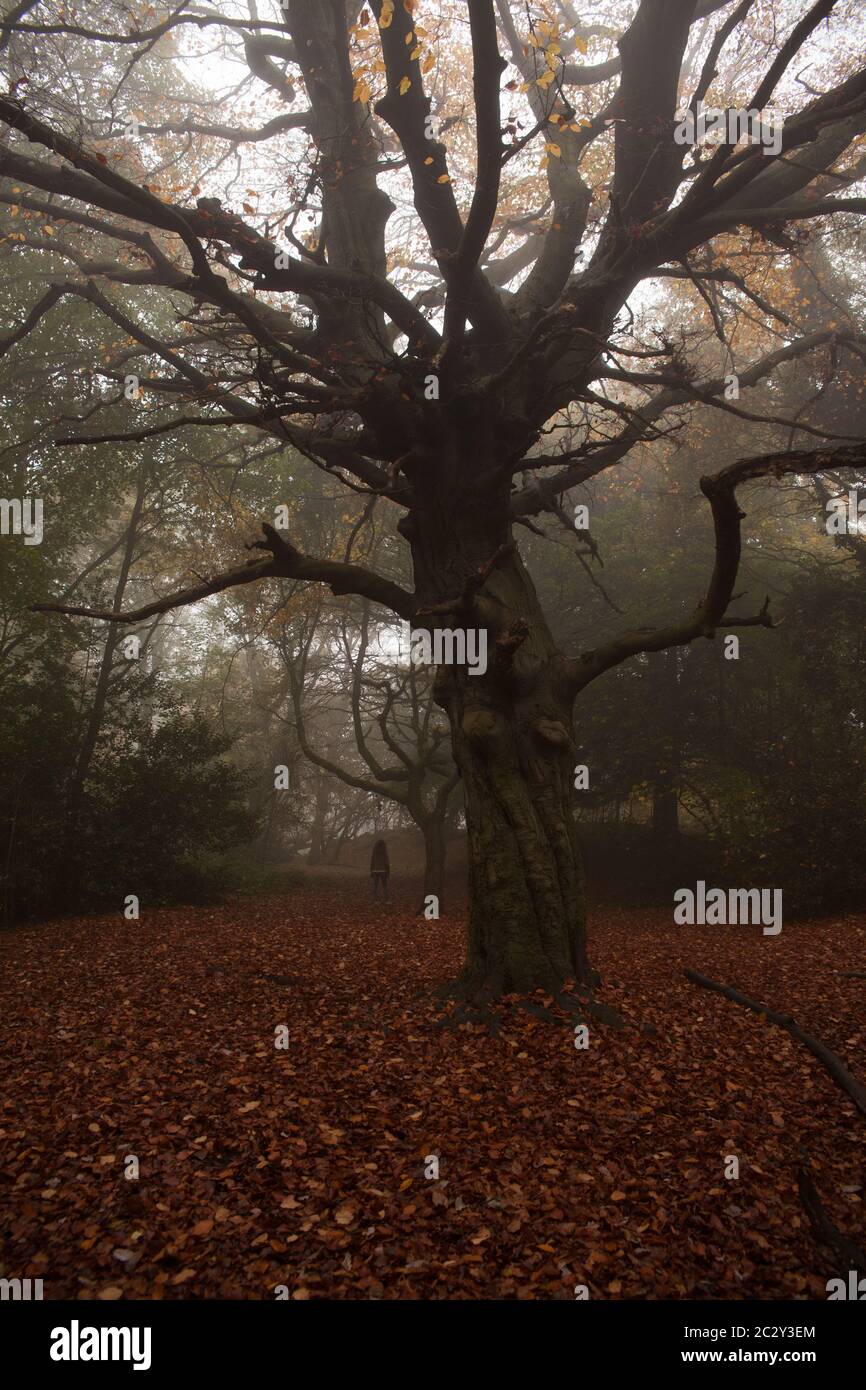 Twisted beech tree hi-res stock photography and images - Alamy