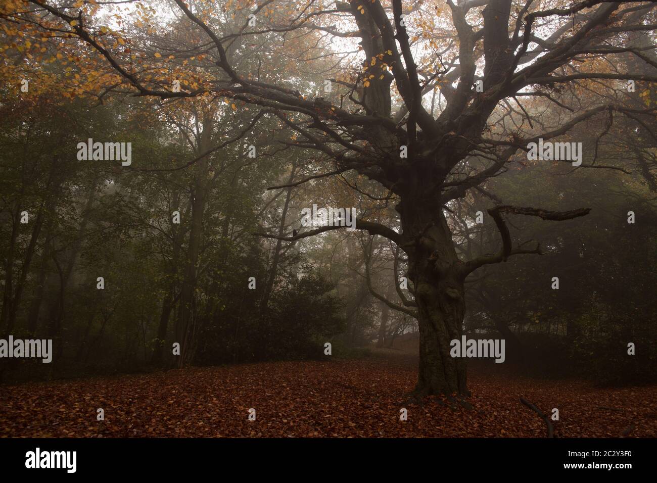 Twisted Beech Tree High Resolution Stock Photography and Images - Alamy
