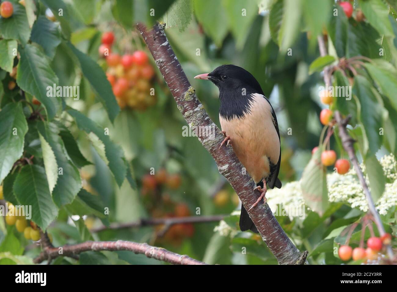 Adult male Rose-coloured Starling Stock Photo - Alamy