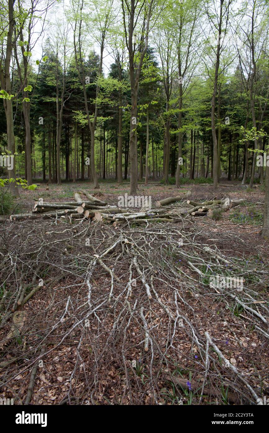 Chopped down trees and timber on the edge of a woodland in Oxfordshire ...